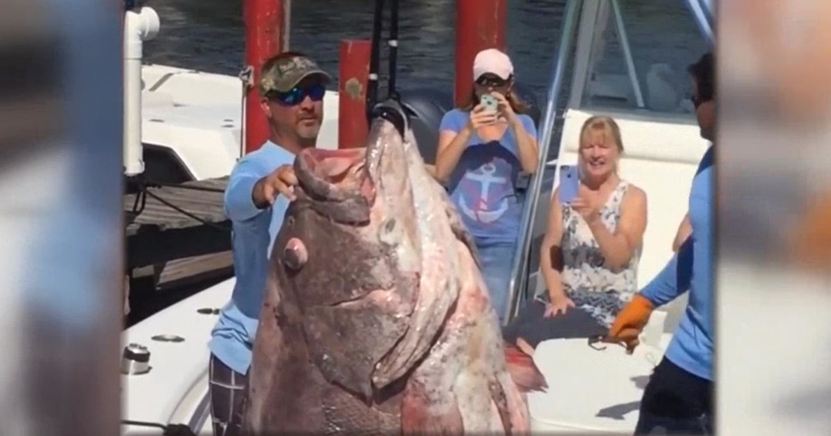 Florida Man Catches 347-Pound Fish
