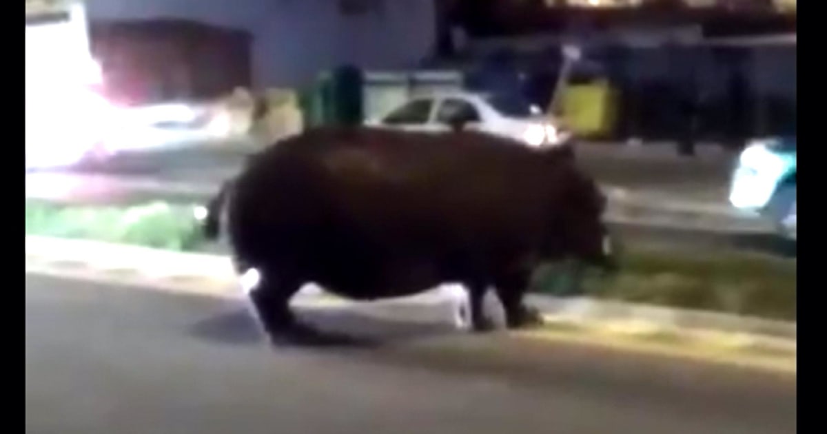 See Runaway Hippo on the Loose in Spanish Street