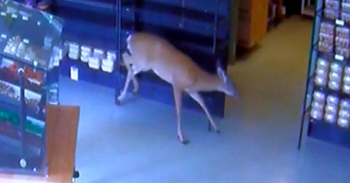 Deer Dashes Through Window Into Grocery Store