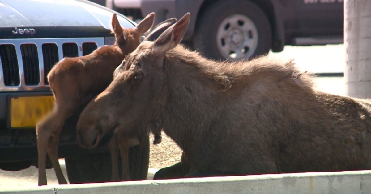 Moose Gives Birth At Lowe's