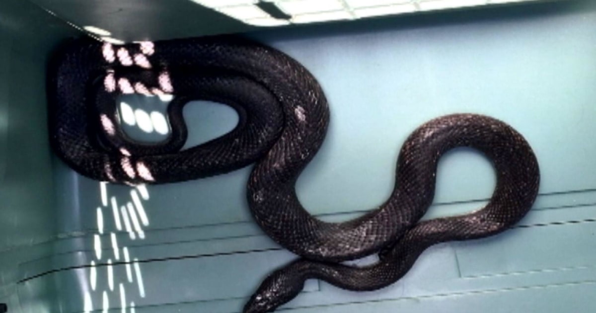 Snake Falls Out of Woman's Dashboard While She's Driving