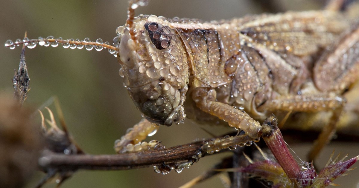 Eight Weird Things That Have Shown Up on Weather Radar