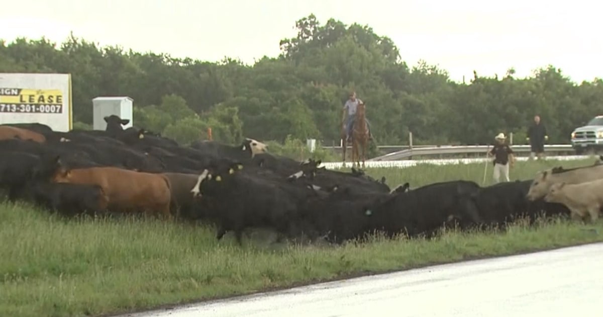 Herd of Cattle Rescued From Texas Floods