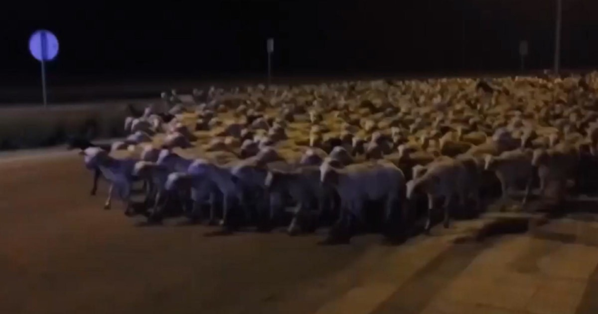 What Happens When a Shepherd Leads a Flock Astray