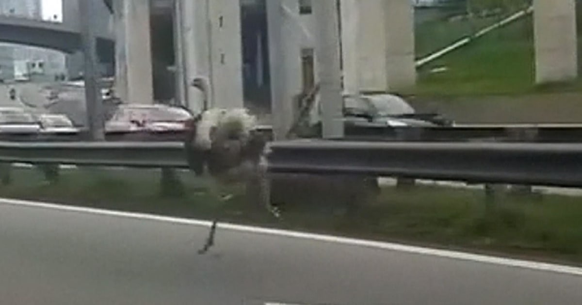 Caught on Camera: Ostrich Races Traffic on Busy Highway