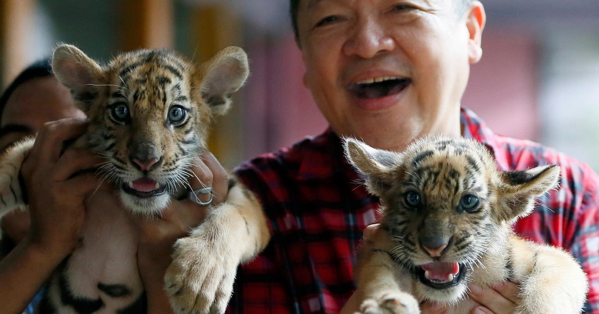 See Adorable Tiger Cubs Named After Philippines President and VP
