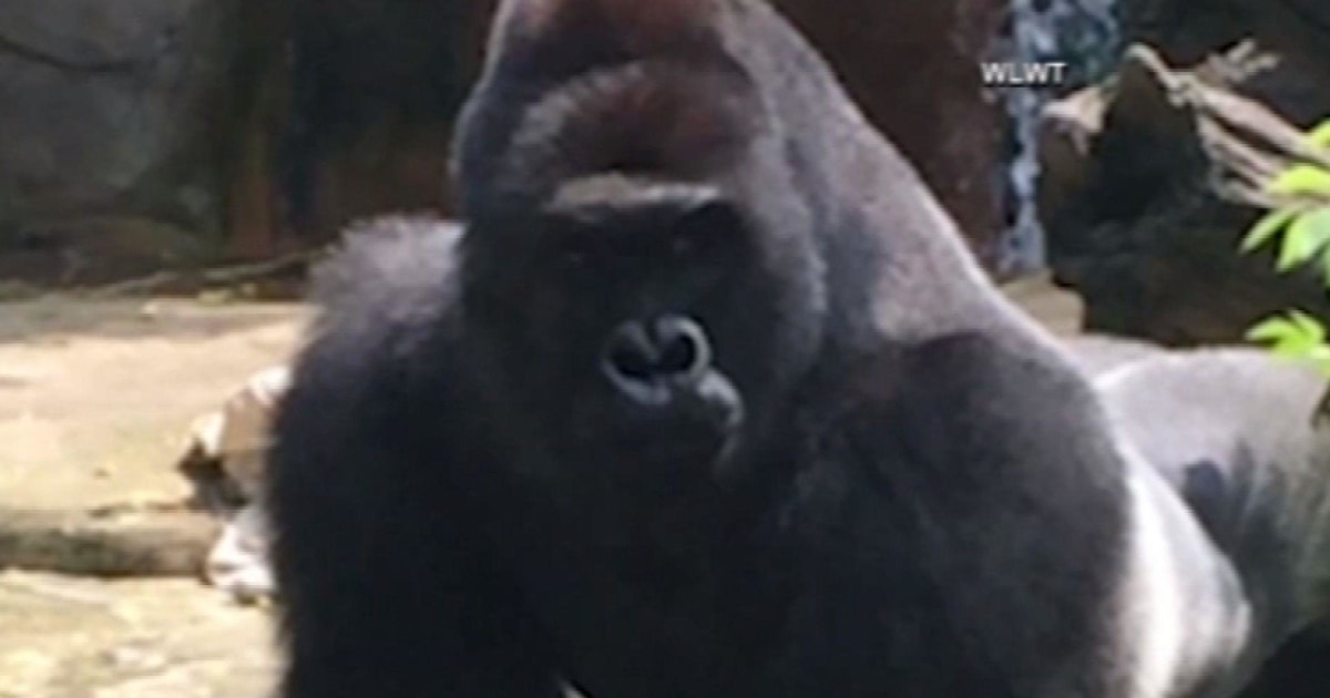 College Petition for New Dorm to Be Named After Harambe