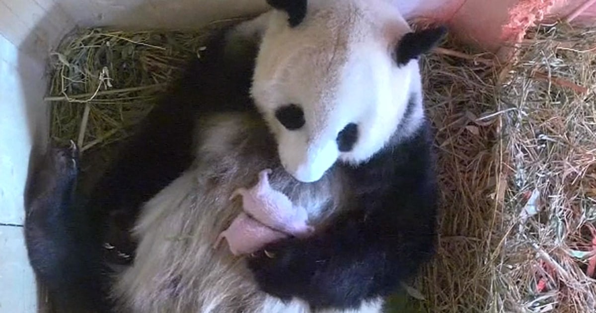 Giant Panda Gives Birth to Twins