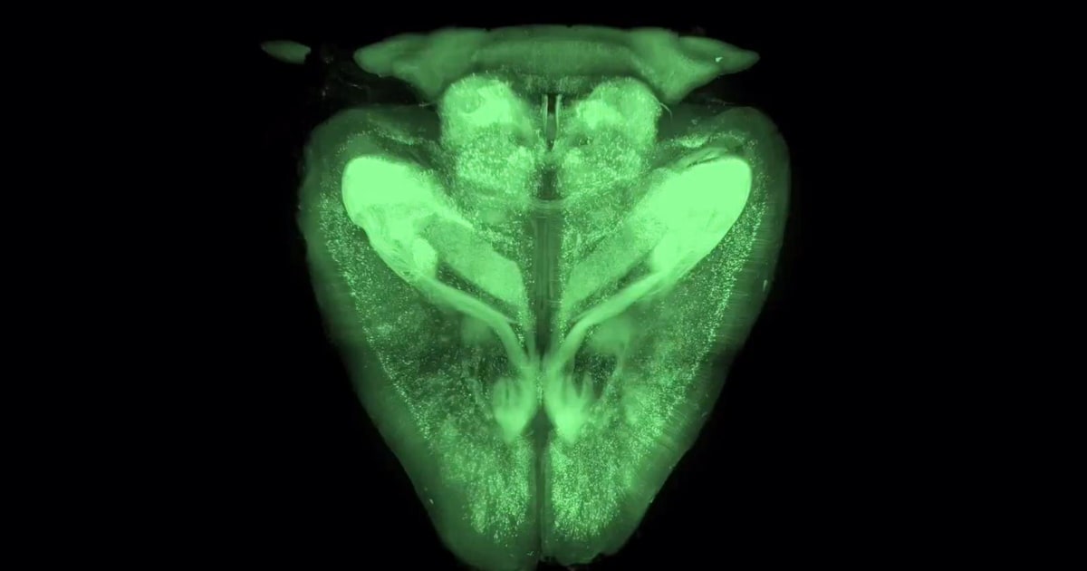 Researchers Make 'See-Through' Mice