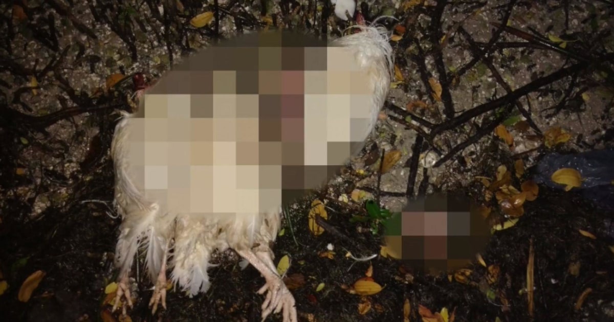 Headless Animals Found Along Florida Causeway