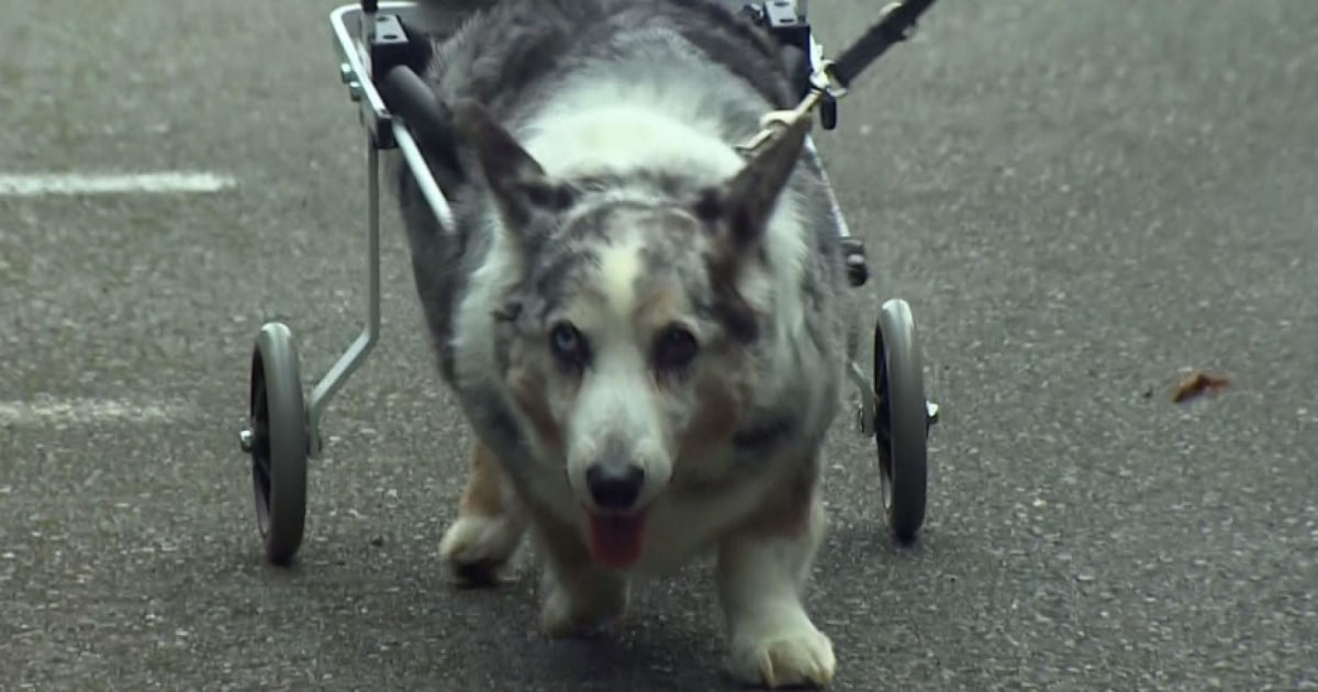 K9 Carts Give Pets New Lease On Life