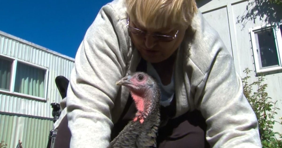 Turkey Trying to Get Certified as Therapy Animal