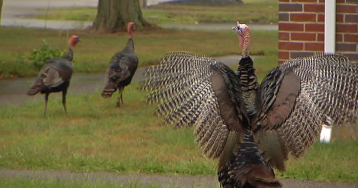 Turkeys Terrorize Massachusetts City
