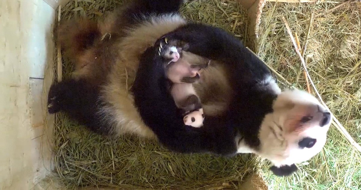Good News for Vienna Zoo About Giant Panda Cubs