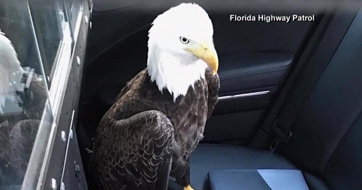 Dashcam Shows Trooper Saving Eagle Stranded Roadside