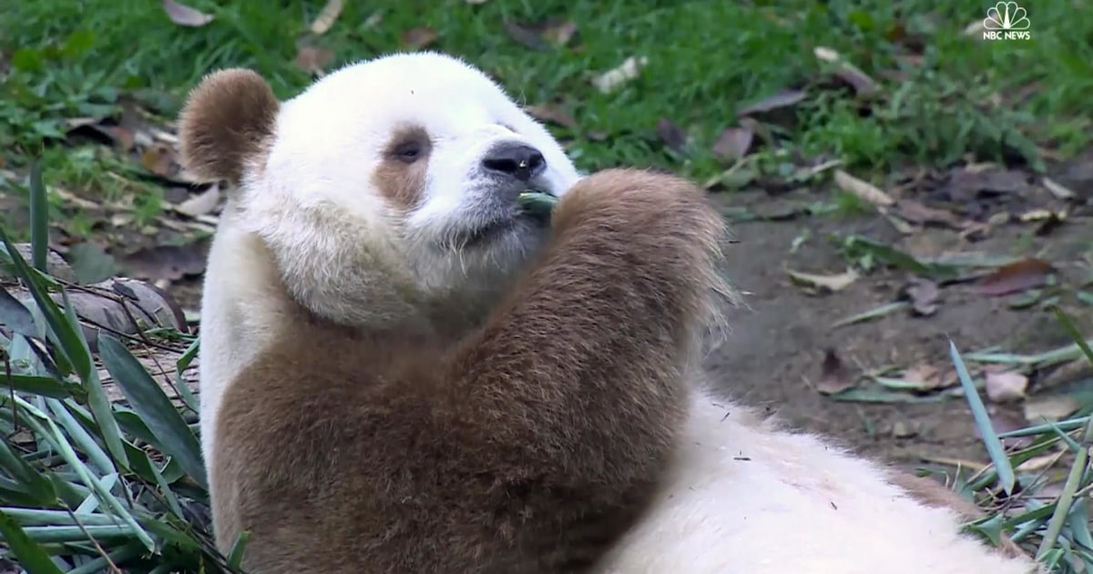 Rare Brown and White Panda Wows Crowds