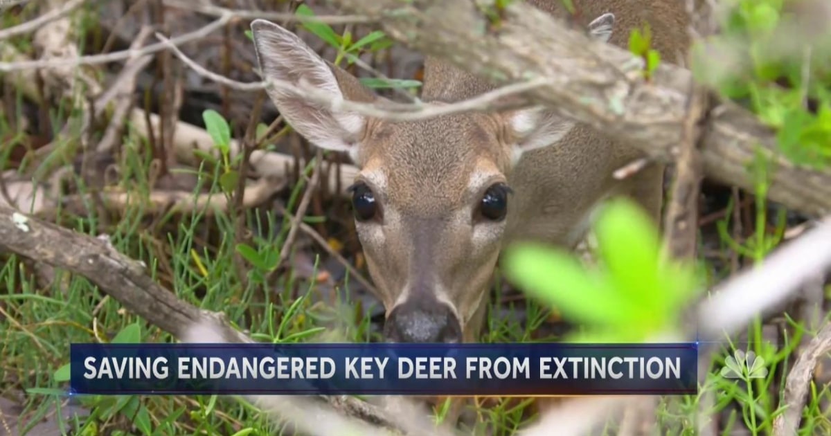 Inside the Fight to Save Florida's Key Deer From Extinction