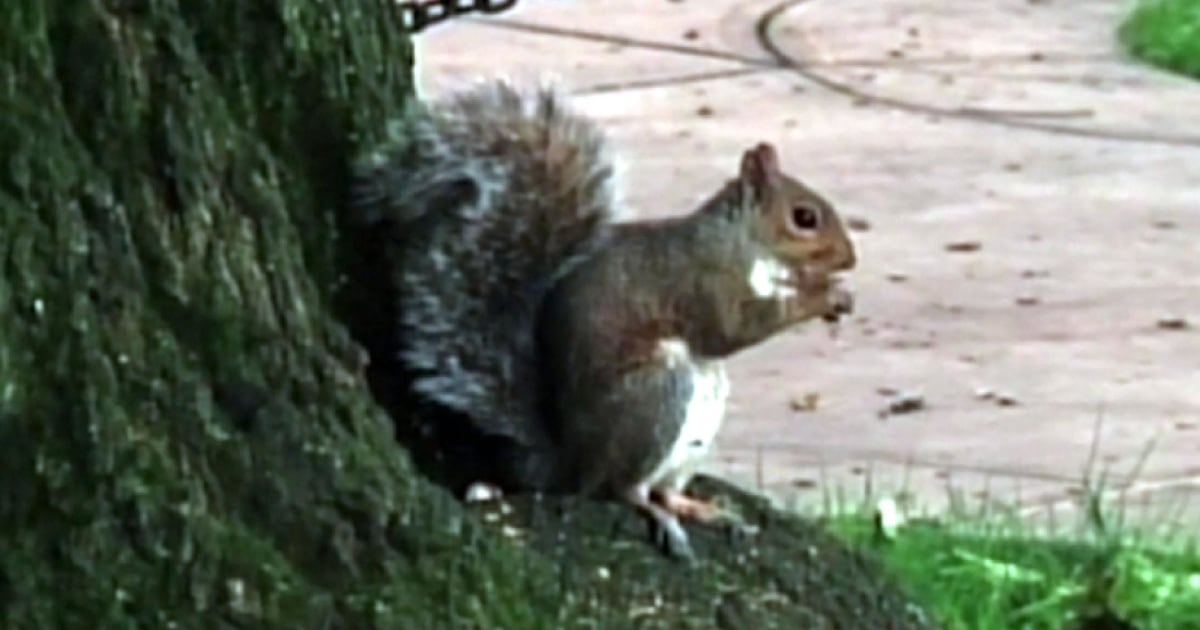 Second Squirrel Attack Shocks Nursing Home