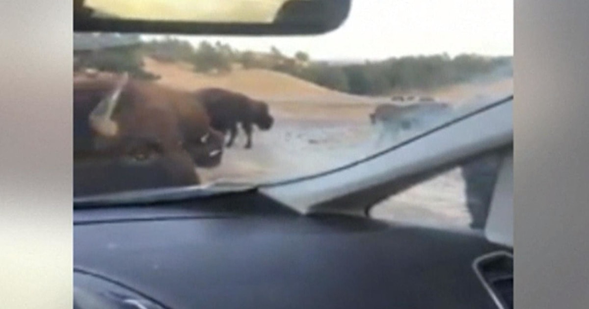 Car Becomes Tasty Treat for Hungry Bison