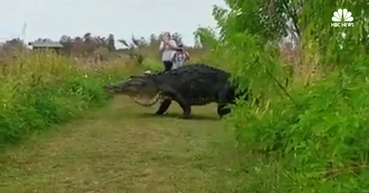 Gigantic Alligator Crosses Just Yards Away From Onlookers