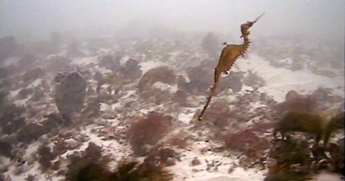 Rare Ruby Seadragon Captured On Video For First Time Ever