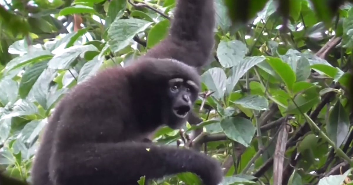 New ‘Skywalker’ Gibbon Species Makes Mark Hamill Proud