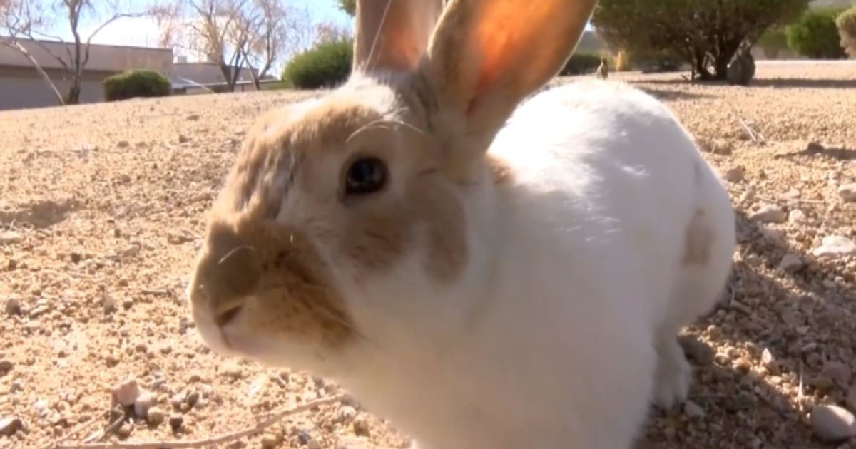 Thousands of Feral Bunnies Invade Las Vegas Area