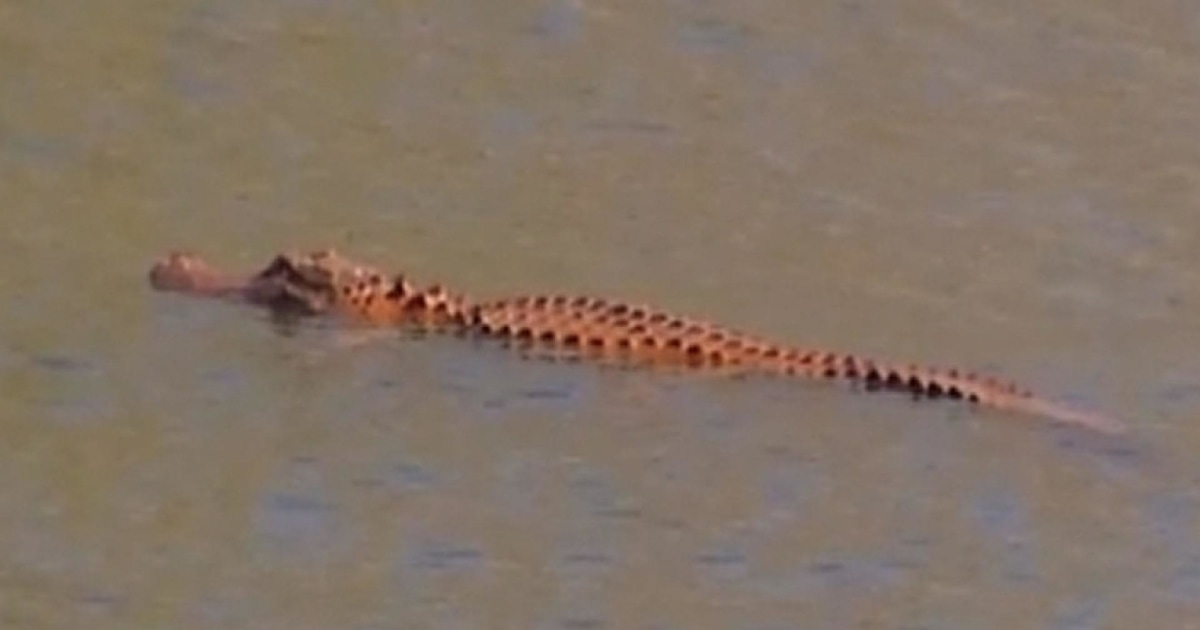 Orange colored "Trump-a-gator" turning heads in South Carolina