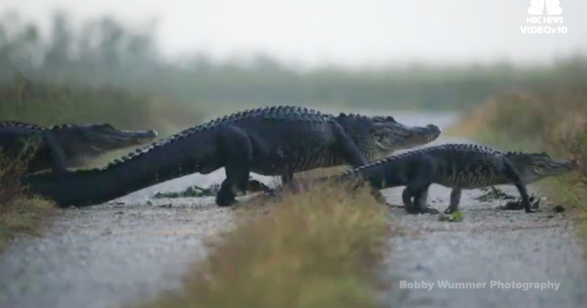 Watch alligators cross the road in Florida