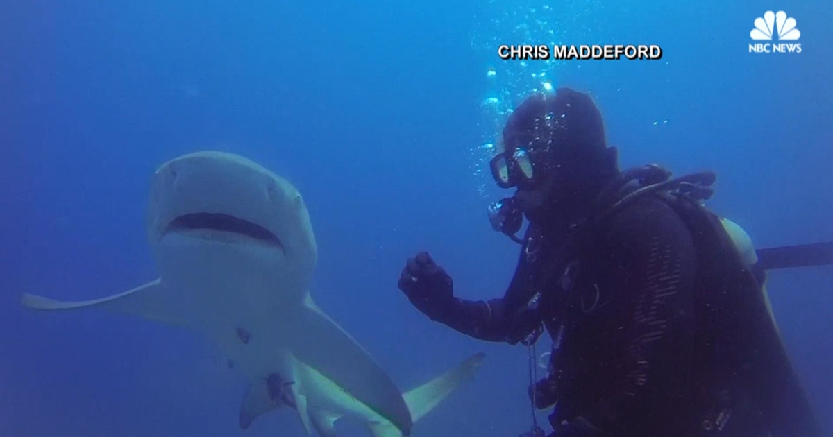 Injured shark asks divers for help
