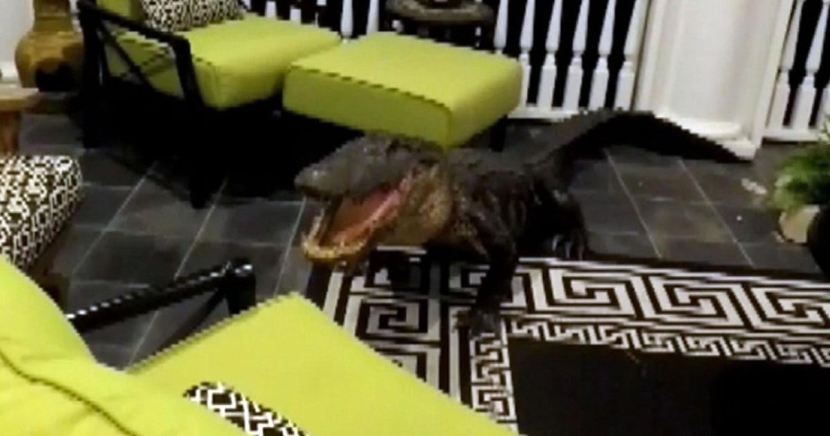 Family Finds Massive Gator On Second-Story Porch