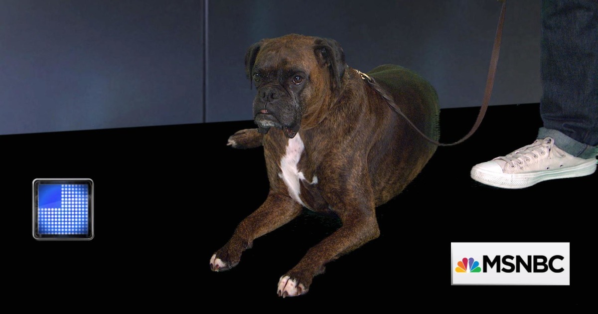 Slobbr: App and online business connects dog owners everywhere