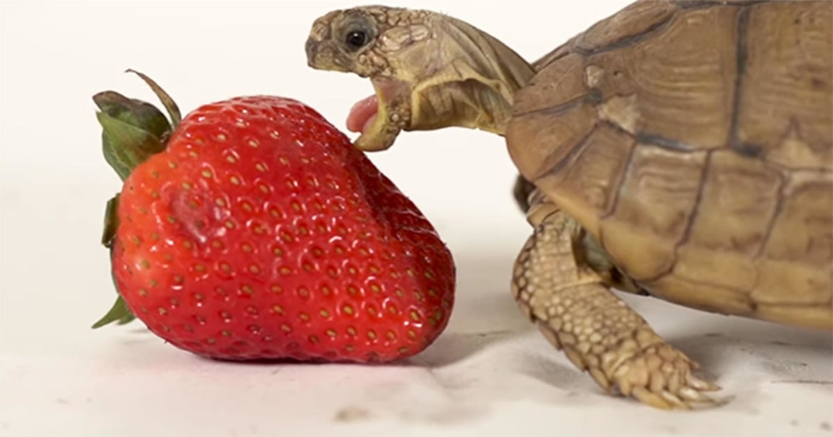 turtle eating strawberry