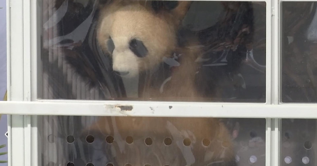 Berlin Zoo Welcomes Giant Pandas From China