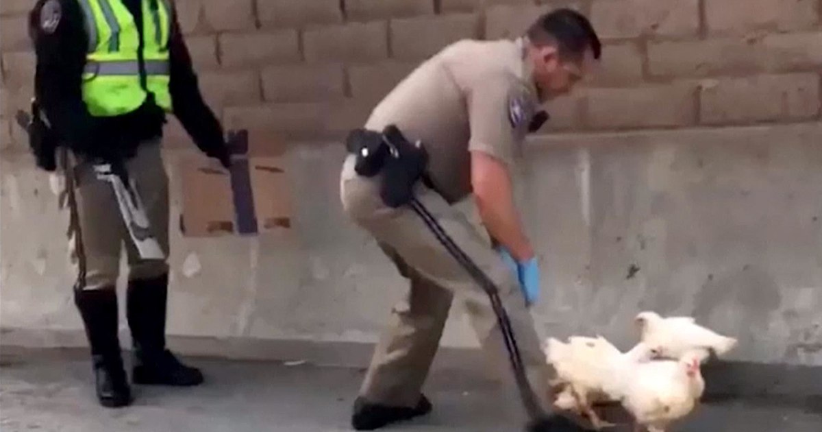 California highway patrol officers save chickens