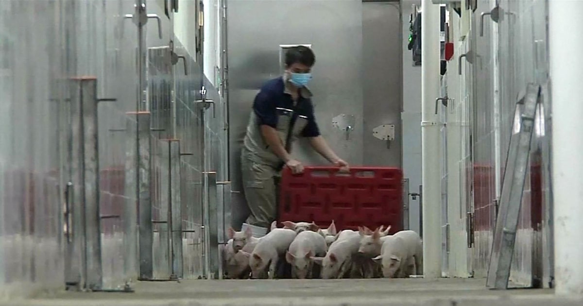 Multistory sow breeding farm in Guangxi, China, illustrates intensive ...