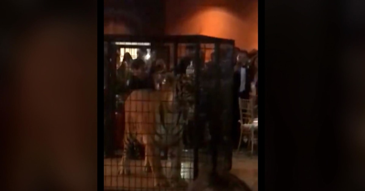 Outrage after Miami school brings caged tiger to prom