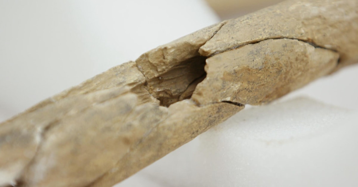 NBC News Exclusive: Scientists find rare bones from Civil War battlefield