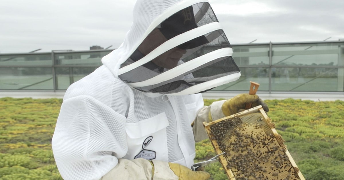Bees bring buzz as urban hives grow in Detroit