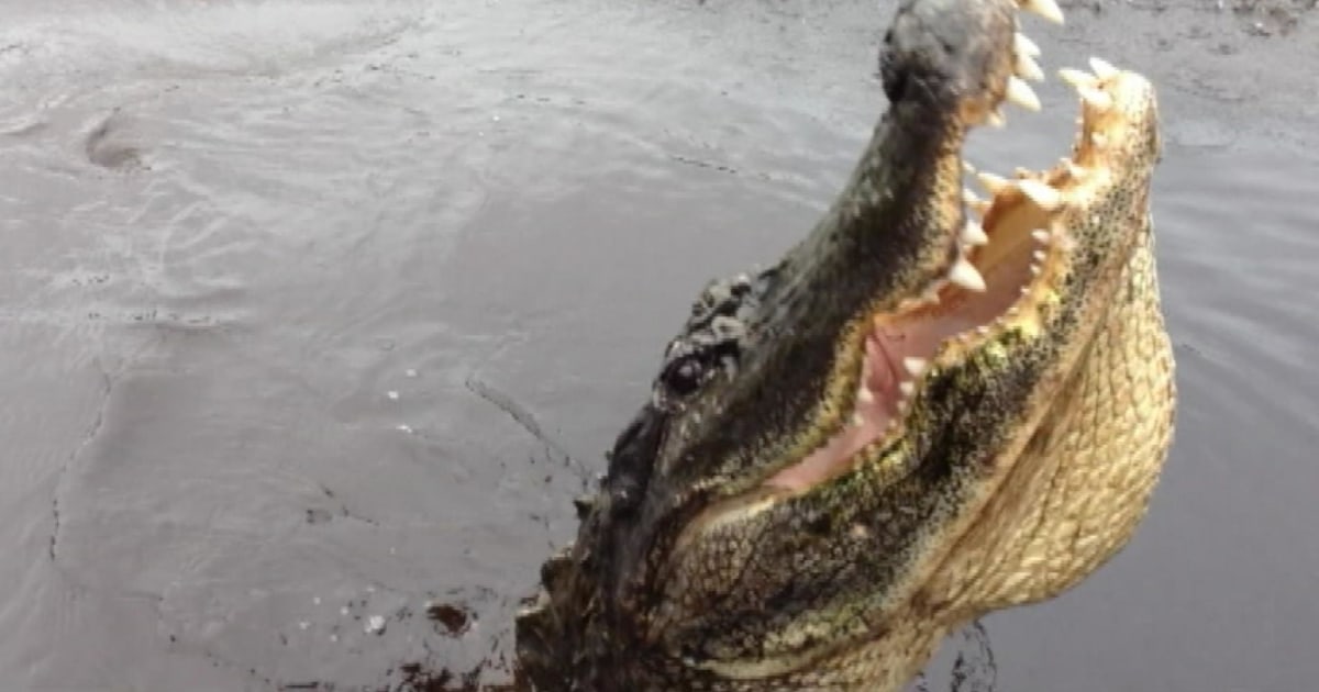 Teen trapped in tree by alligator