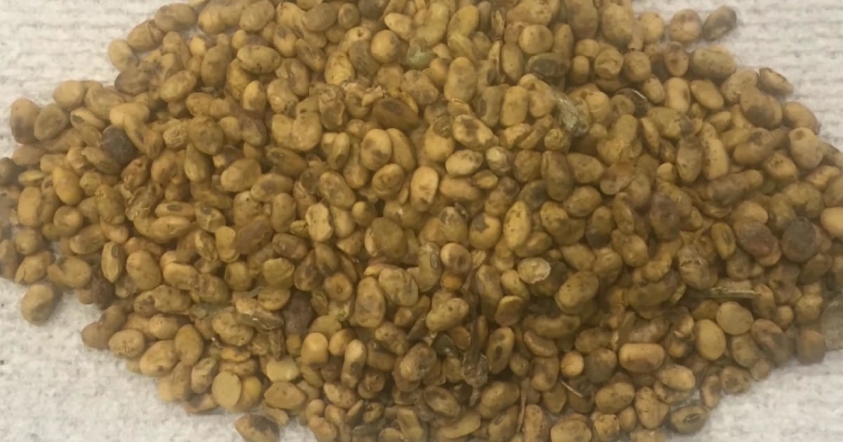 Farmers claim racial conspiracy in soybean suit