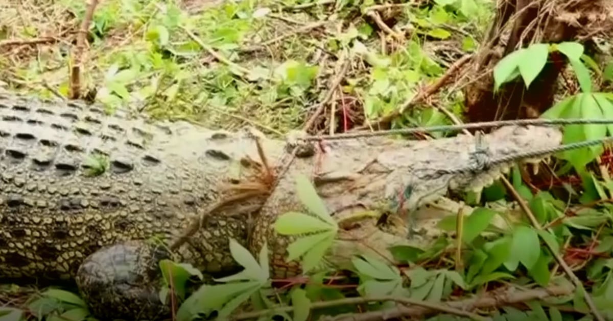 Nearly 300 crocodiles killed in Indonesia after man's death