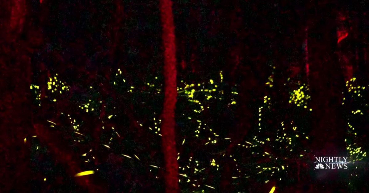 Fireflies take the stage at one of summer’s most exclusive performances