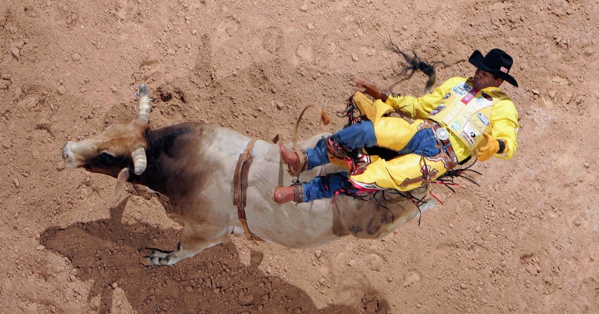A bull so beloved his owners cloned him