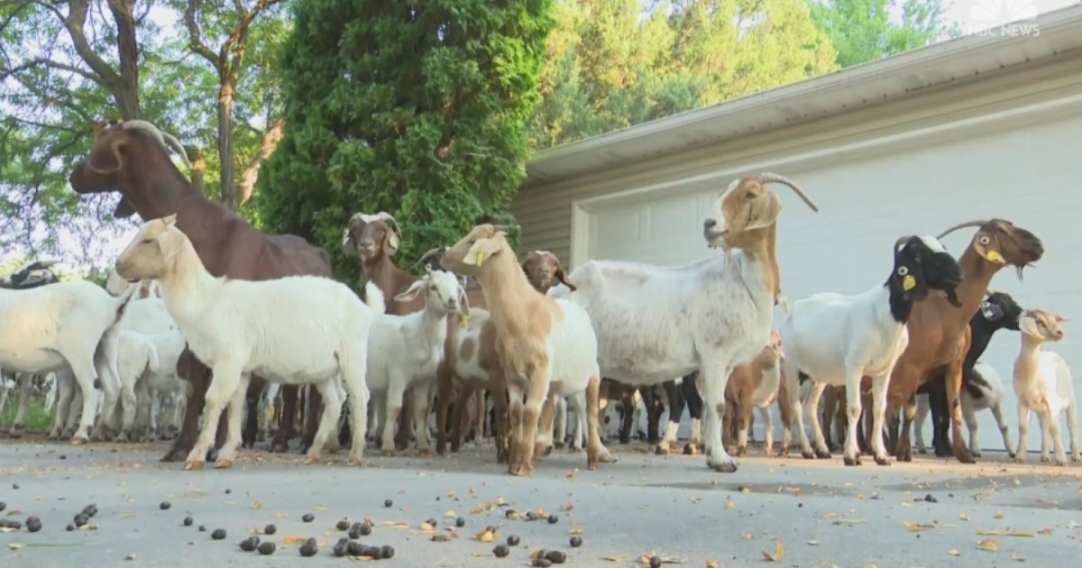 More than 100 goats invade Idaho neighborhood