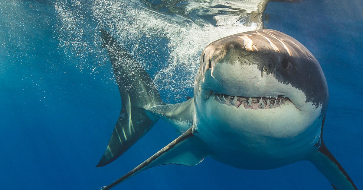 How to avoid a shark attack: Shark safety tips