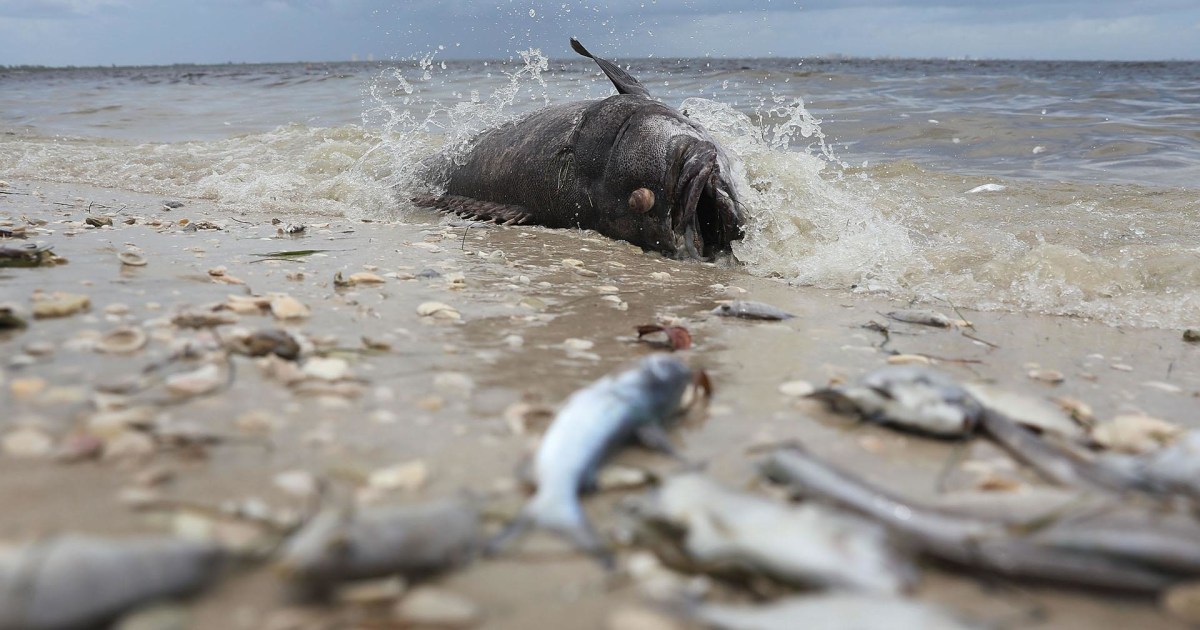The toxic red tide that’s decimating Florida’s marine life