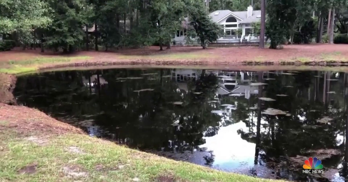 South Carolina woman killed by 8-foot alligator