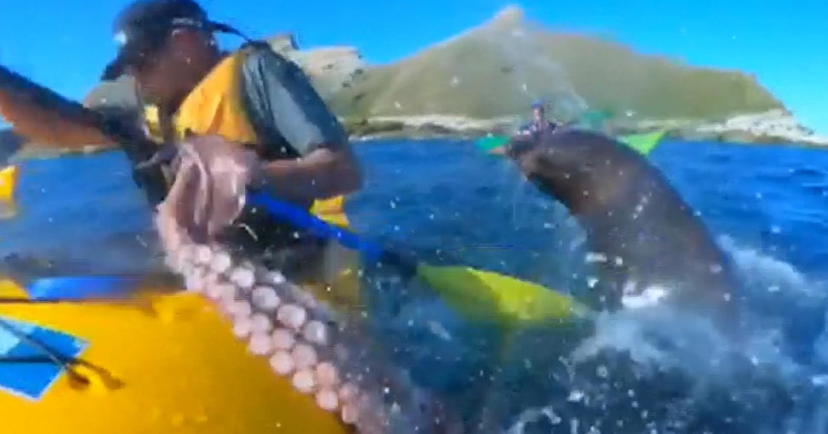 Seal slaps kayaker in the face with octopus off New Zealand