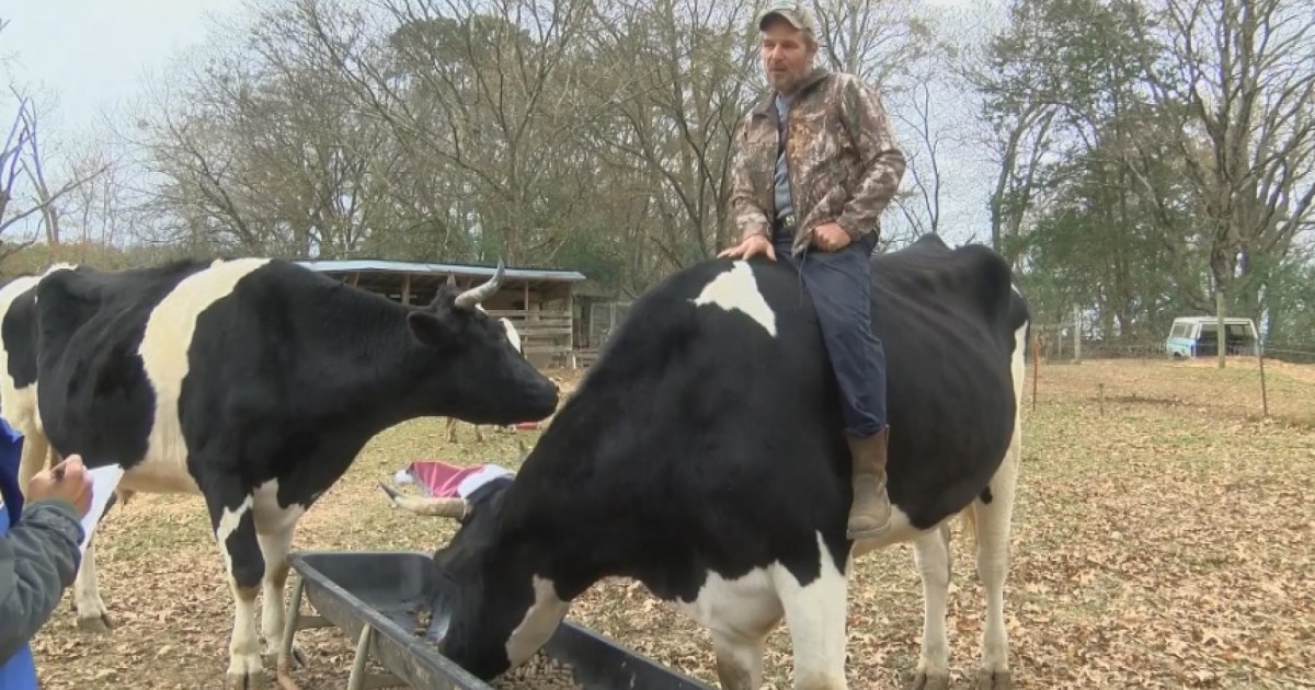 Mississippi farmer claims his almost 6'7" tall steer beats Knickers the ...